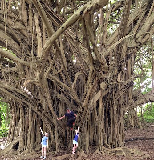The magnificent banyan tree on Maui, a magical sight | CosmopoliClan