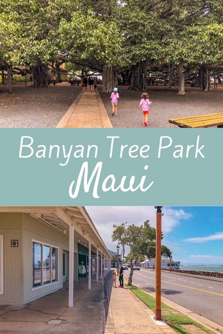 The historic banyan tree in Maui (+ update after the wildfires ...