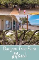The magnificent banyan tree on Maui, a magical sight | CosmopoliClan